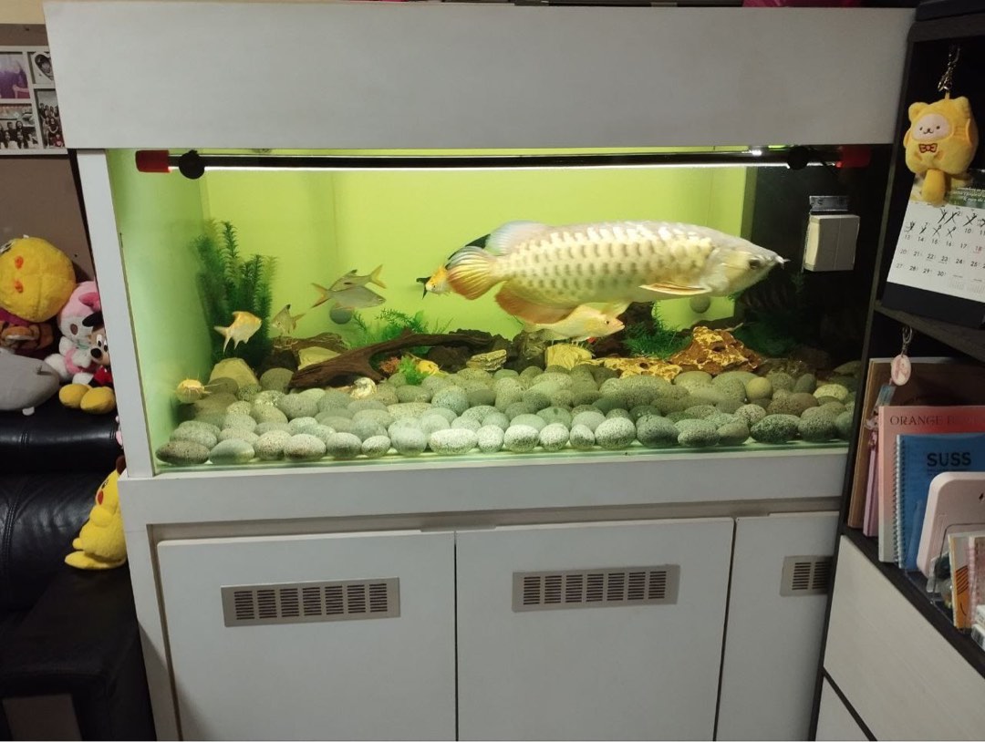 5 x 2.5 x 2ft fish tank with cabinet, Pet Supplies, Homes & Other Pet ...
