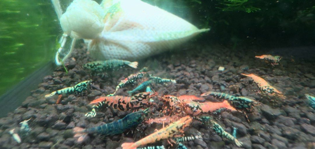 Caridina Tank Boa/Orange Boa Culls, Pet Supplies, Homes & Other Pet ...