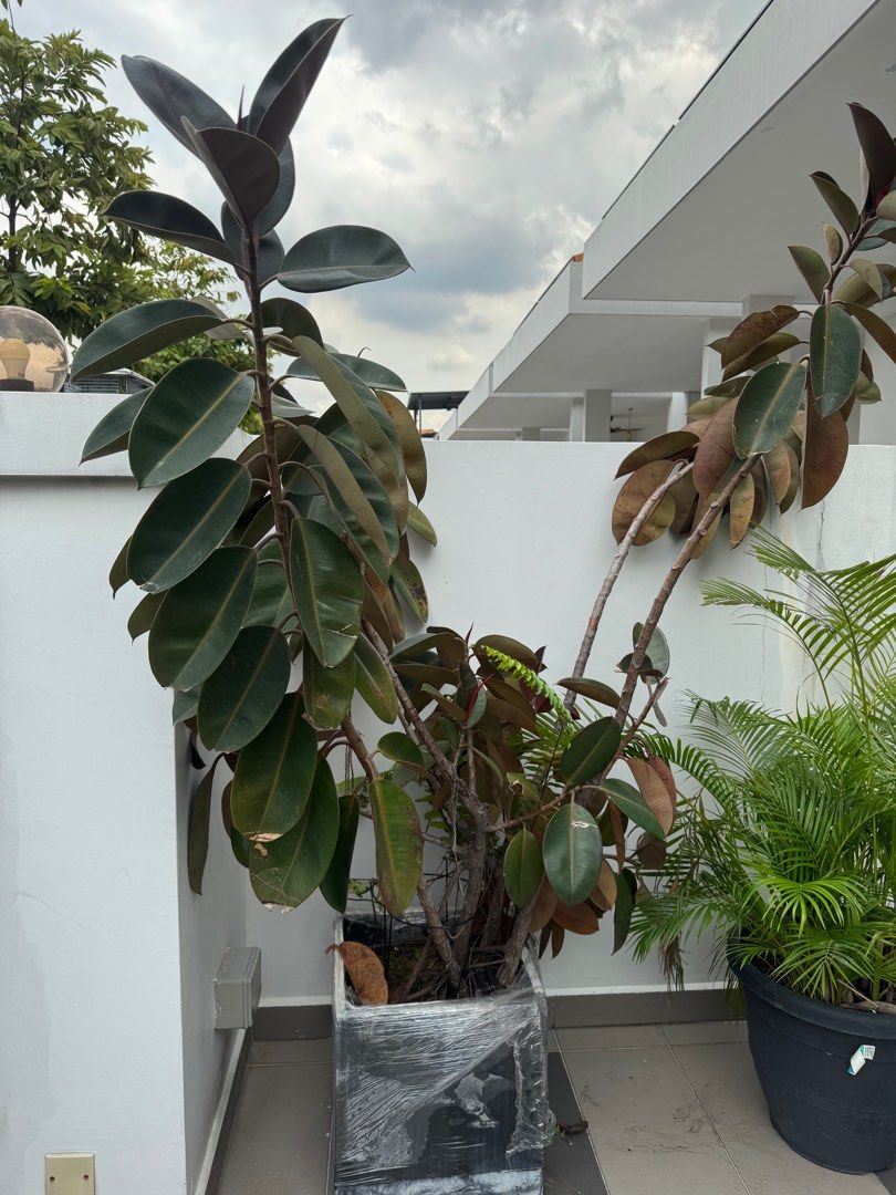 Large Ficus Elastica / Rubber Fig, Furniture & Home Living, Gardening ...