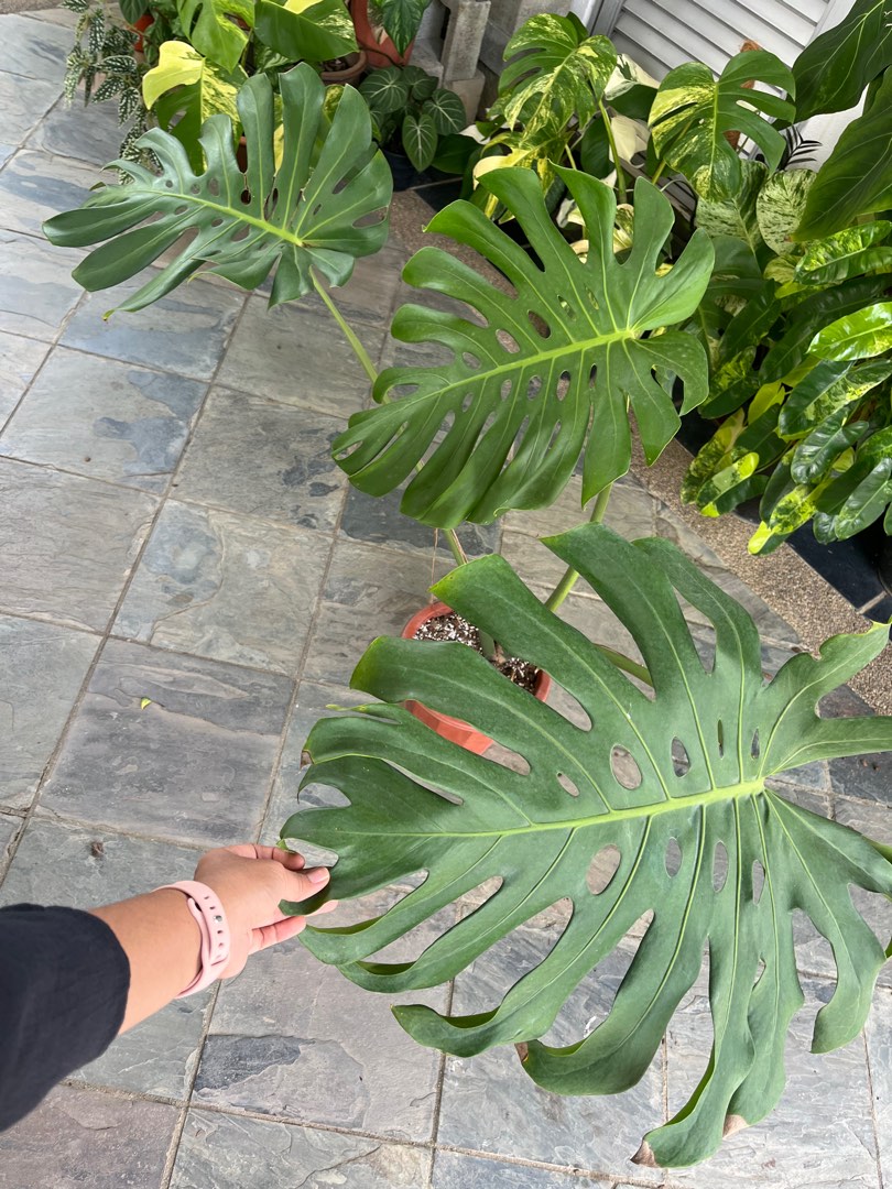 Monstera Deliciosa XL Big Size Plant Pokok Huge Large Mature Adult ...
