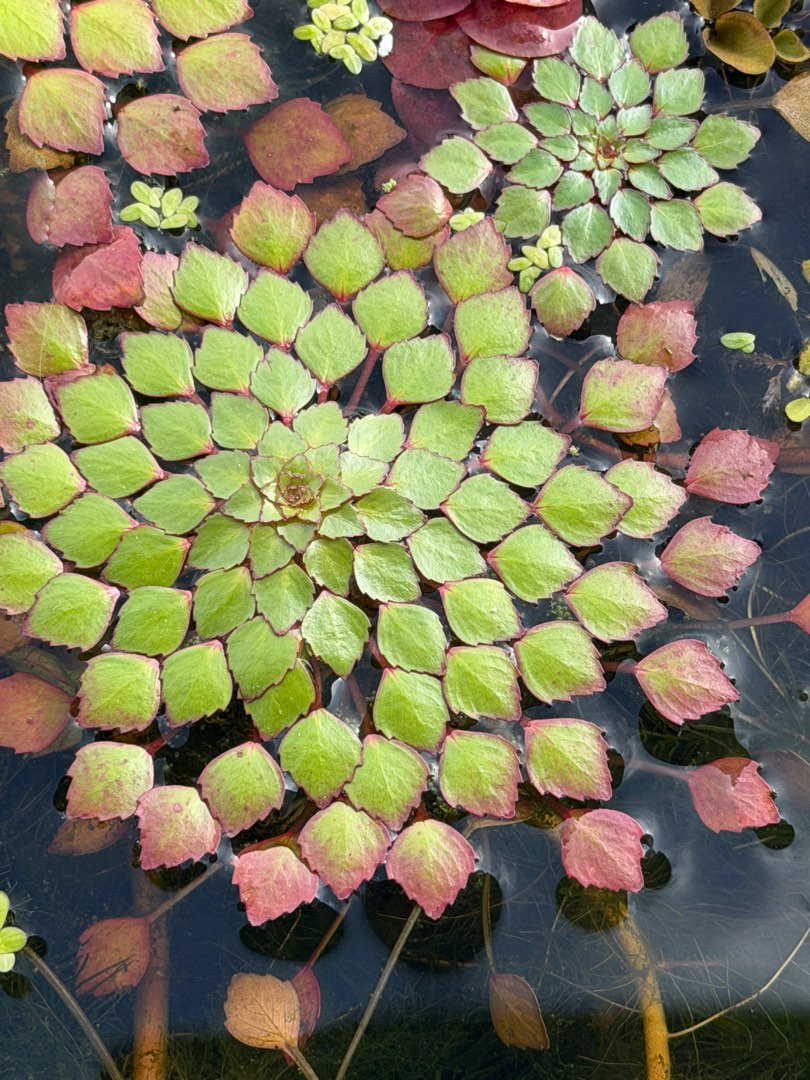 Mosaic plant, Furniture & Home Living, Gardening, Plants & Seeds on ...