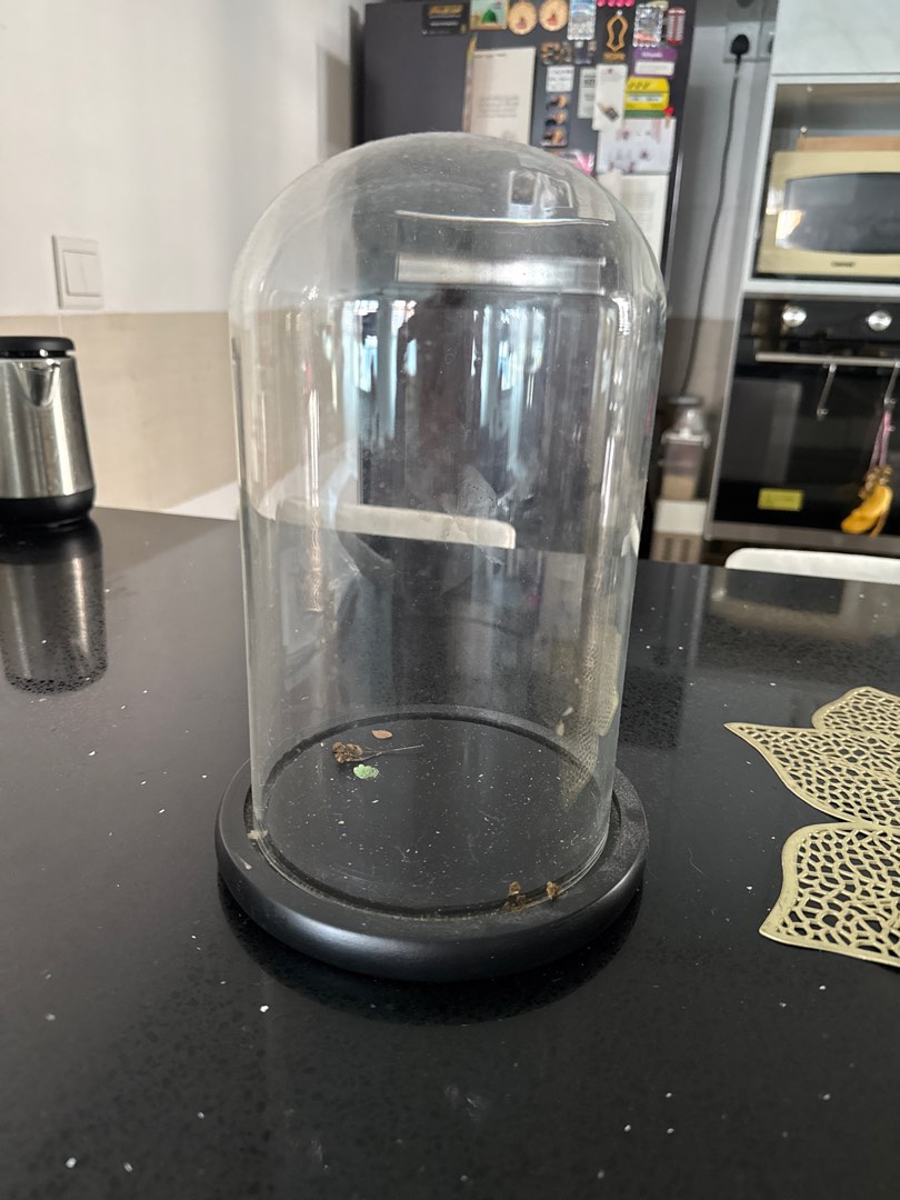 Glass Dome Display Case, Furniture & Home Living, Home Decor ...