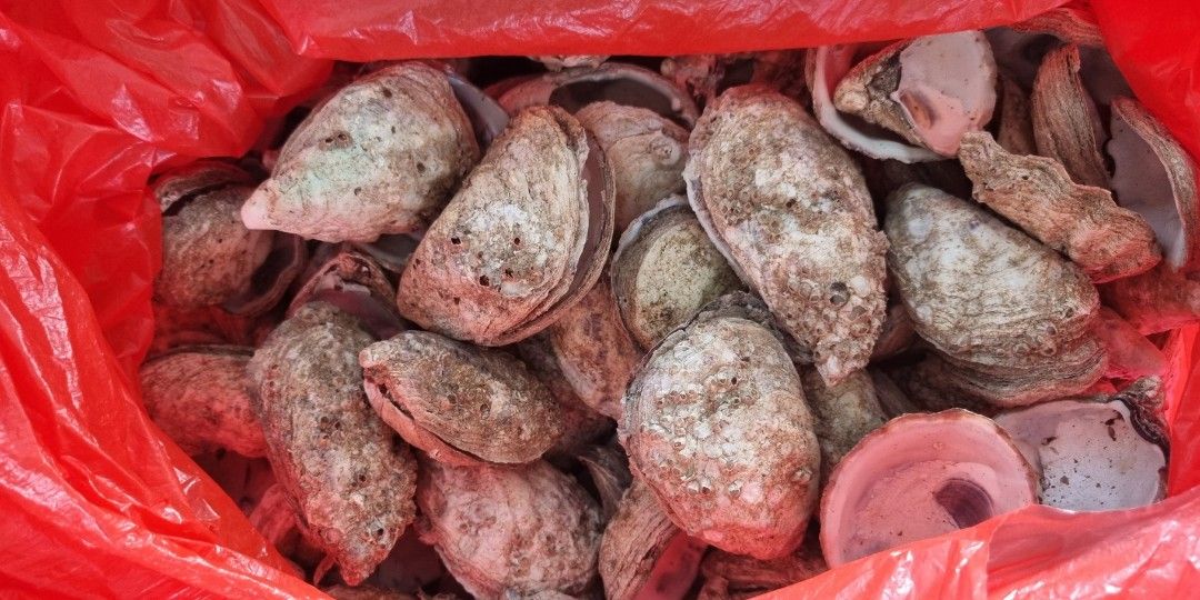 2kg Oysters shells - for balancing the pH in your fish tank., Pet ...