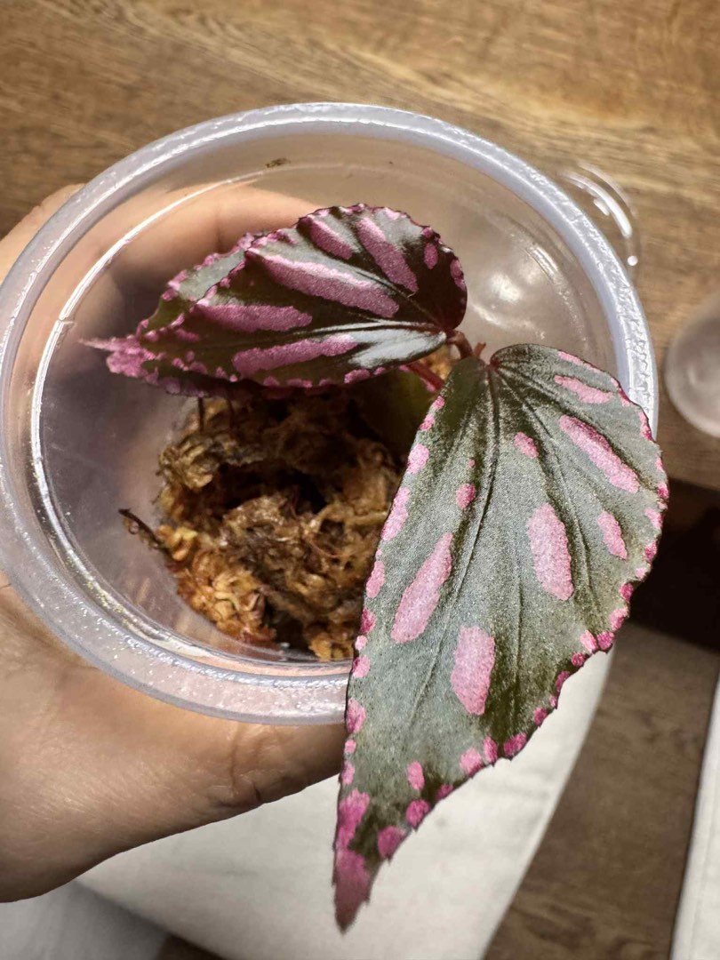 Begonia Julau, Furniture & Home Living, Gardening, Plants & Seeds on ...