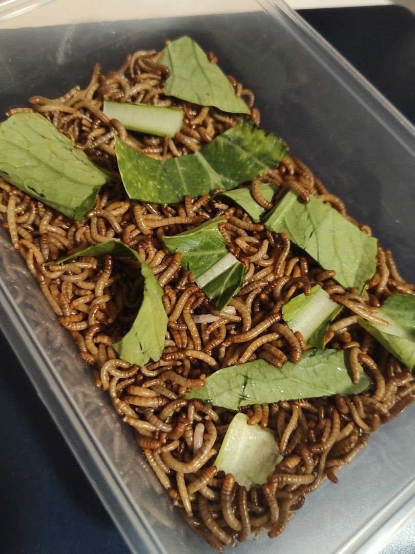 Live Mealworms box/flexible qty| bird, fish, hamster, reptile, ants ...