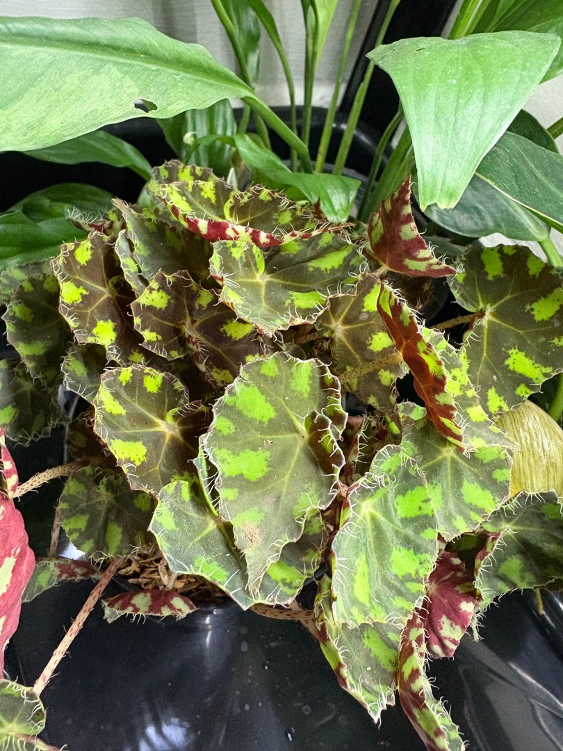 RARE authentic Java SP begonia, Furniture & Home Living, Gardening ...