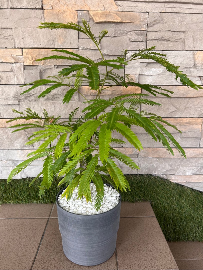 Everfresh Plant with Pot, Furniture & Home Living, Gardening, Plants ...