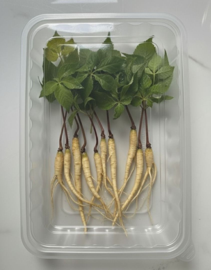 Wellness: Fresh Korean Ginsengs, 10 grams (Ginny 10), Food & Drinks ...