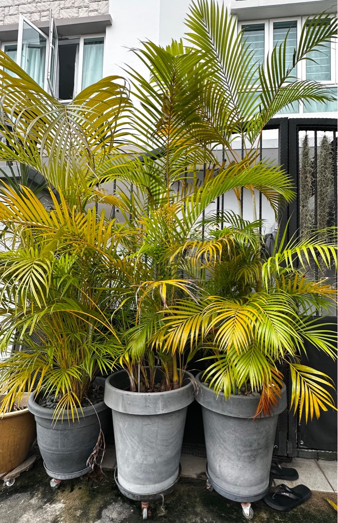 Palm tree with big pot, Furniture & Home Living, Gardening, Plants ...