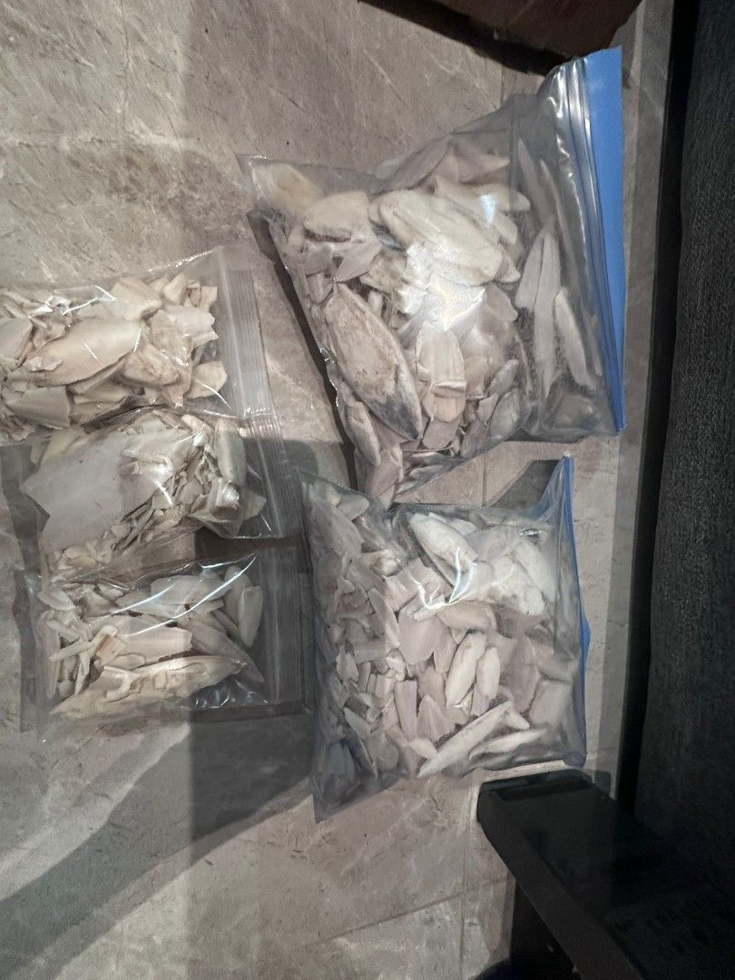 Cuttle Bone, cuttlefish bone, terrarium, Isopods, Springtails, Hobbies ...