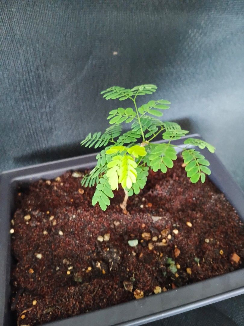 Brazilian Rain Tree(Pithecellobium tortum), Furniture & Home Living ...