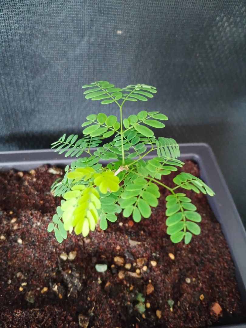 Brazilian Rain Tree(Pithecellobium tortum), Furniture & Home Living ...