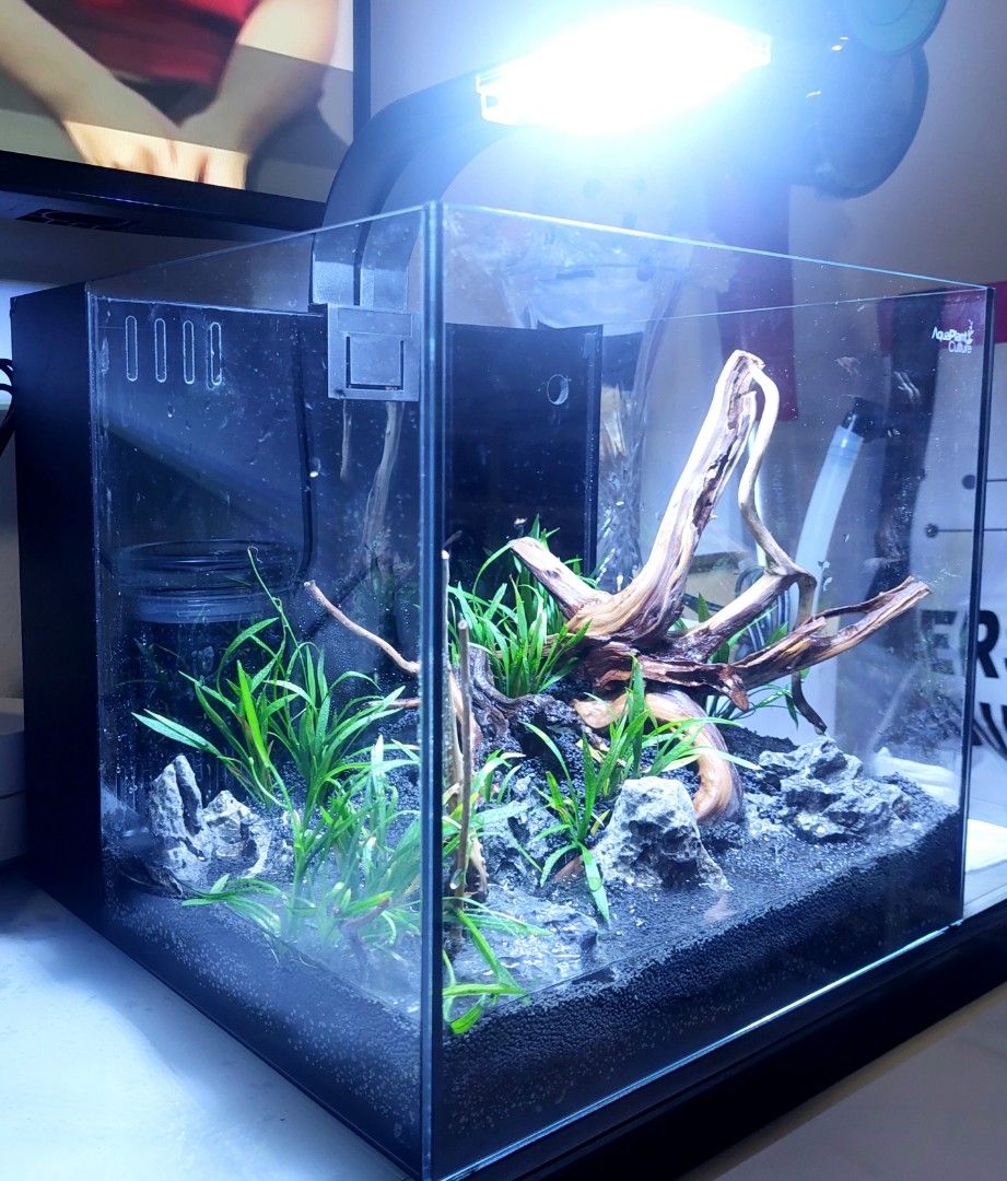 30cm Cube Aquarium with Built-in Filtration & LED Light – IOS 3-in-One Design, Pet Supplies ...