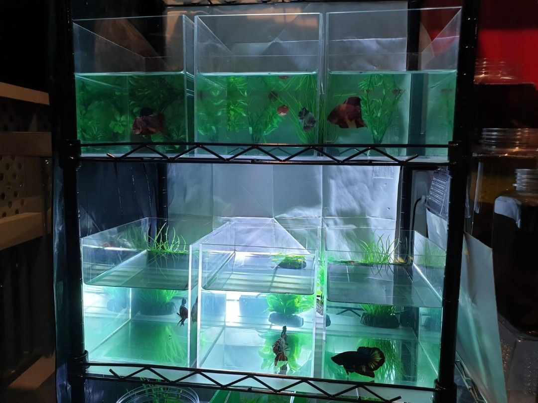 Acrylic Betta Tank / Acrylic Tank, Pet Supplies, Homes & Other Pet ...