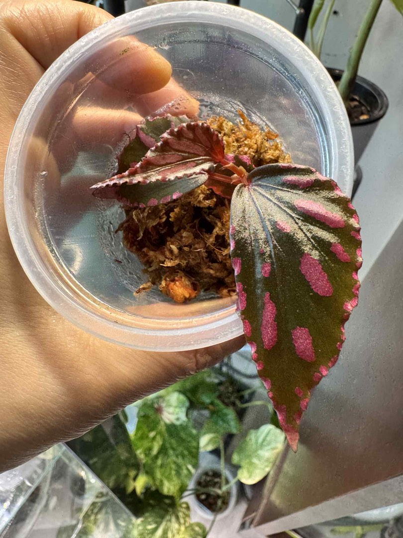 Begonia Julau, Furniture & Home Living, Gardening, Plants & Seeds on ...