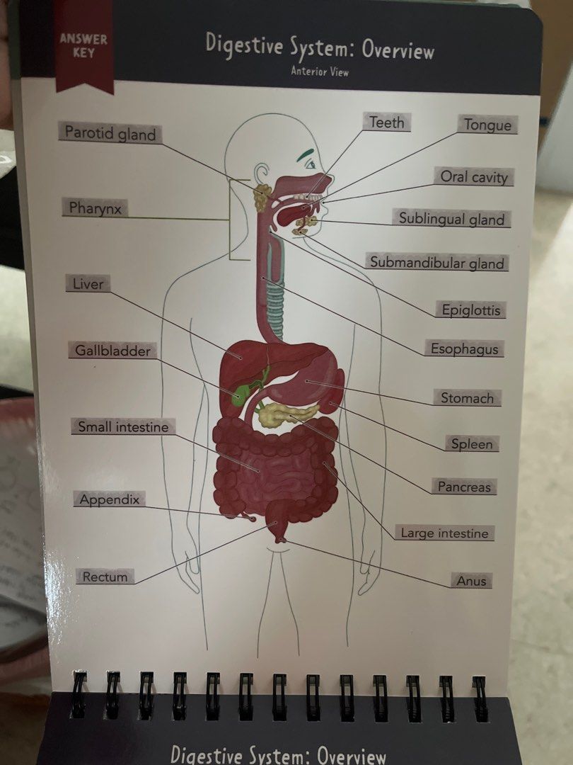 Anatomy book for kids, Hobbies & Toys, Books & Magazines, Children's ...