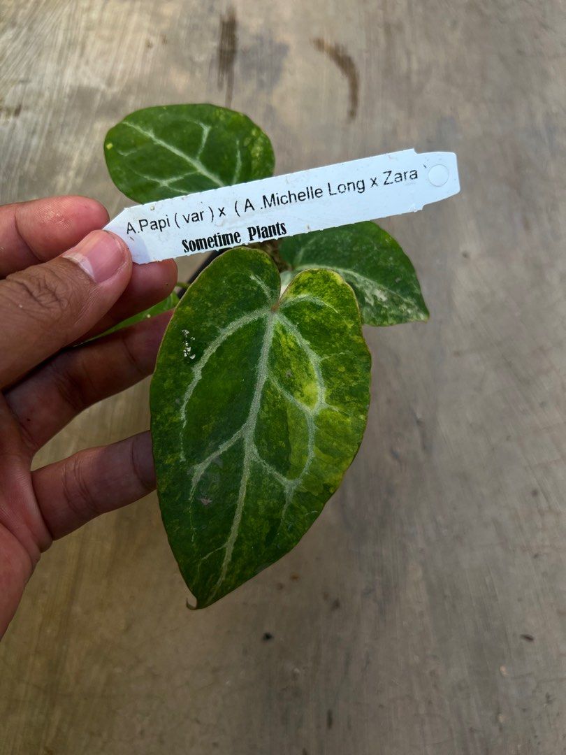 Anthurium Papi Var x (Michelle long x Zara), Furniture & Home Living, Gardening, Plants & Seeds ...