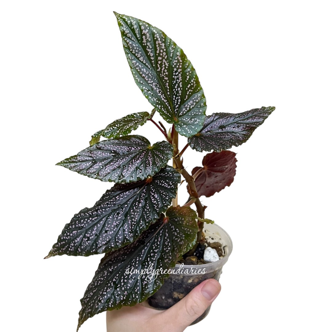 Begonia Benigo Pink | Angel Wing | 🫶🏼🌿, Furniture & Home Living ...