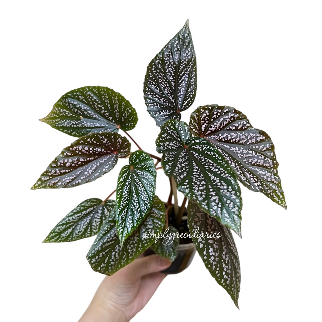 Begonia Benigo Pink “Angel Wing” 🫶🏼🌿, Furniture & Home Living ...