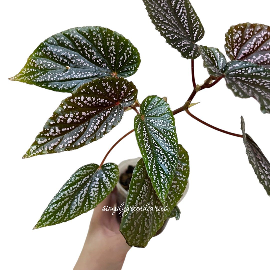 Begonia Benigo Pink “Angel Wing” 🫶🏼🌿, Furniture & Home Living ...