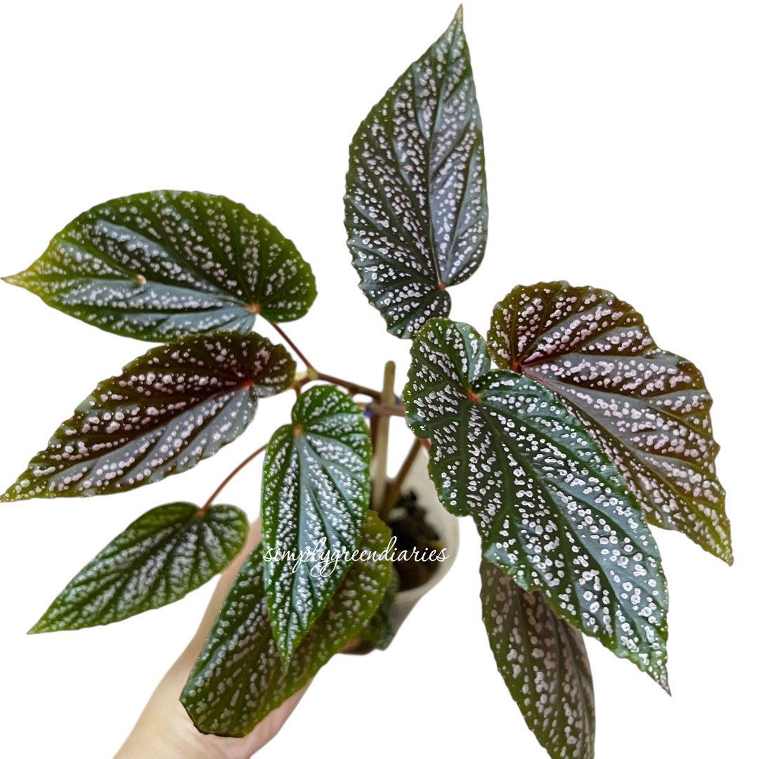 Begonia Benigo Pink “Angel Wing” 🫶🏼🌿, Furniture & Home Living ...