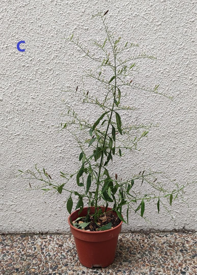 Bitterweed, King of Bitters, Creat, Green Chireta, Indian Echinachea ...