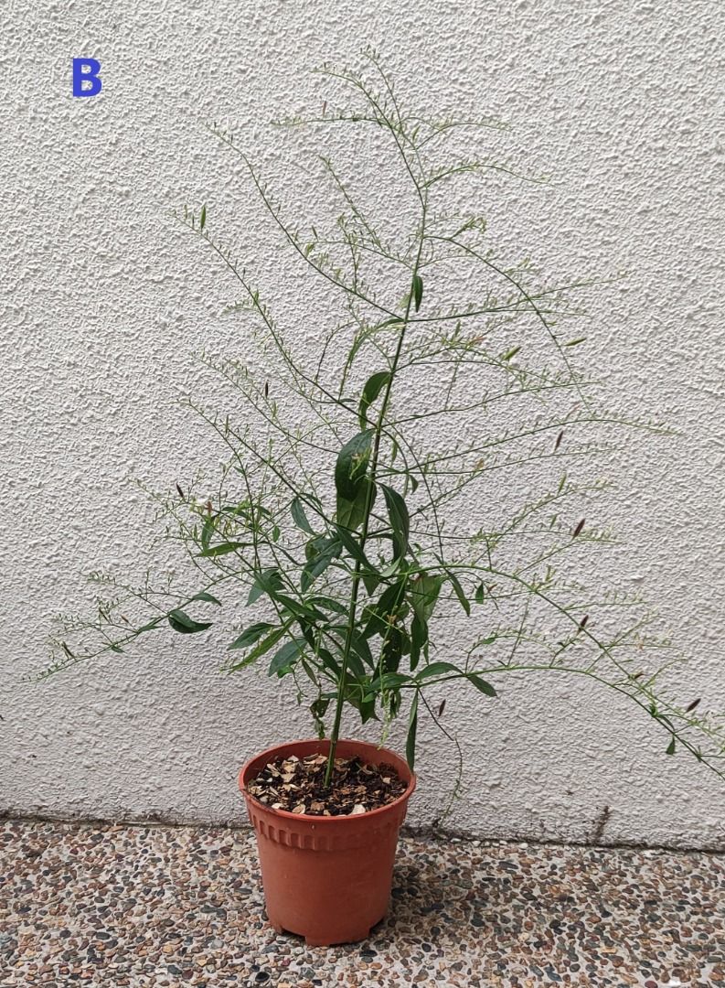 Bitterweed, King of Bitters, Creat, Green Chireta, Indian Echinachea ...