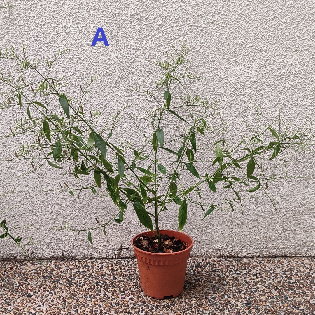 Bitterweed, King of Bitters, Creat, Green Chireta, Indian Echinachea ...