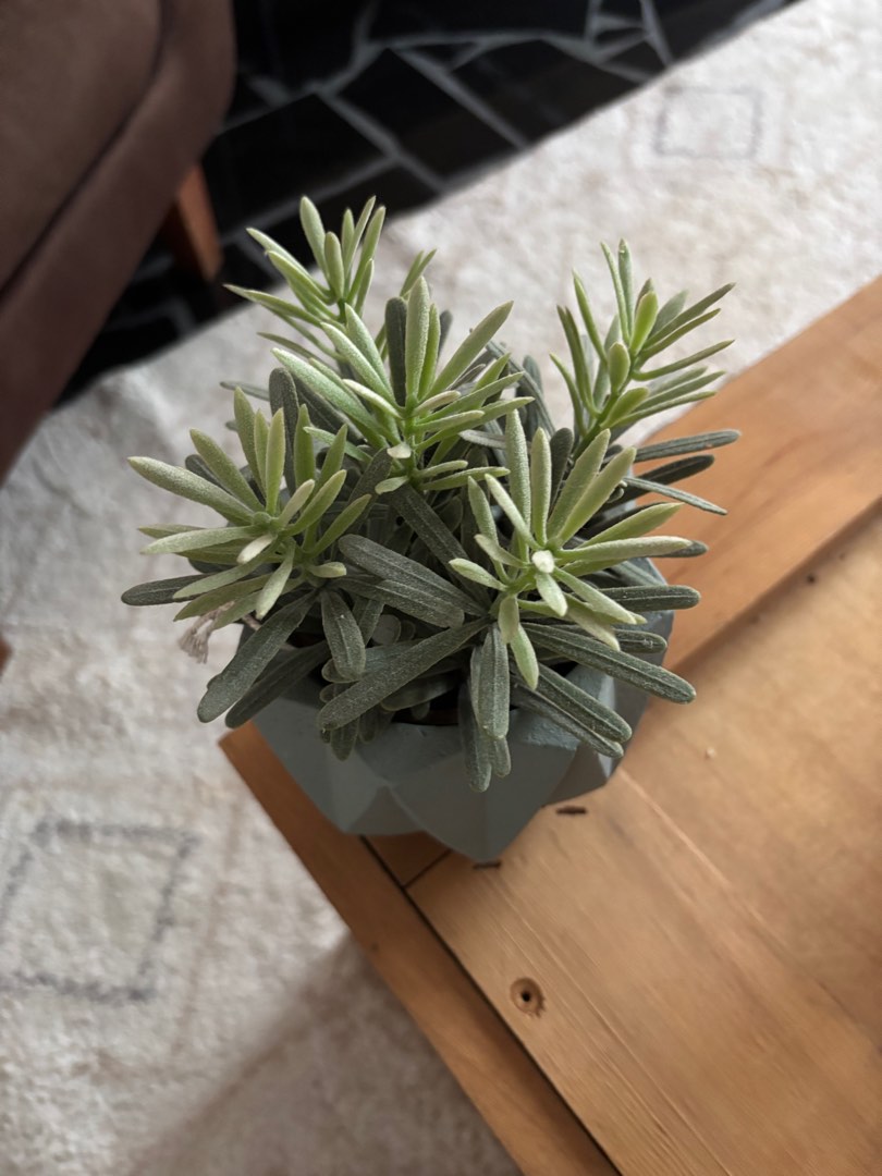 Faux Rosemary Plant - Hooga, Furniture & Home Living, Home Decor ...