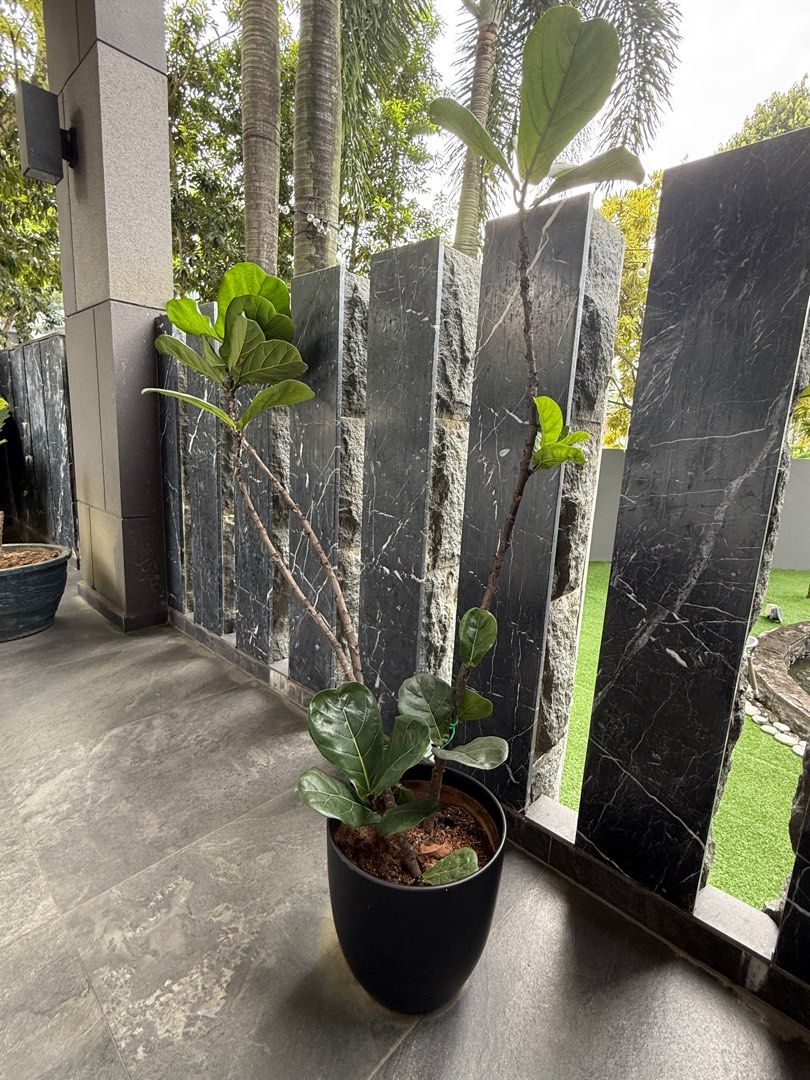 Ficus plant 1.5m tall $70 cash and carry, Furniture & Home Living ...