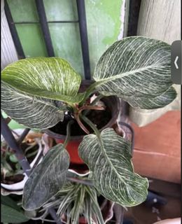 birkin+philodendron - View all birkin+philodendron ads in Carousell ...