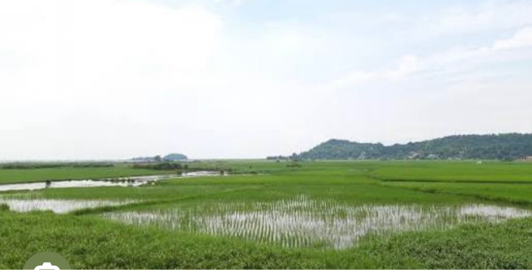rice field - View all rice field ads in Carousell Philippines