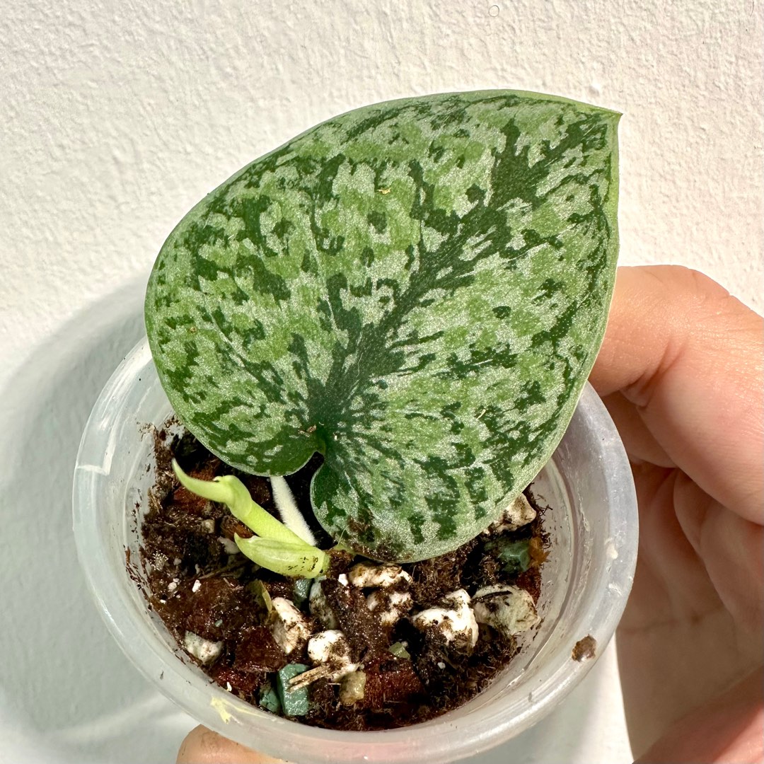 Scindapsus evergreen tricolor, Furniture & Home Living, Gardening ...