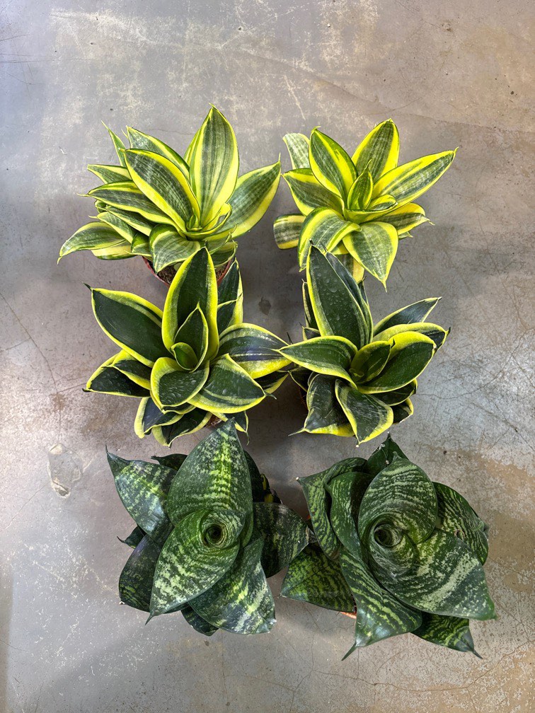 Dwarf Snake Plant $6 each pot, Furniture & Home Living, Gardening ...
