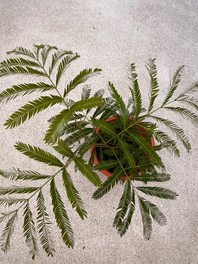 EverFresh Tree Plant 2ft (Pithecellobium Confertum Japan), Furniture ...