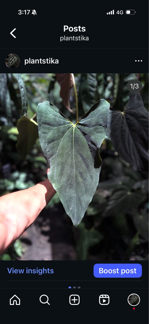 Anthurium papillilaminum ‘Fort Sherman’ x ‘Ralph Lynam’ JV, Furniture ...