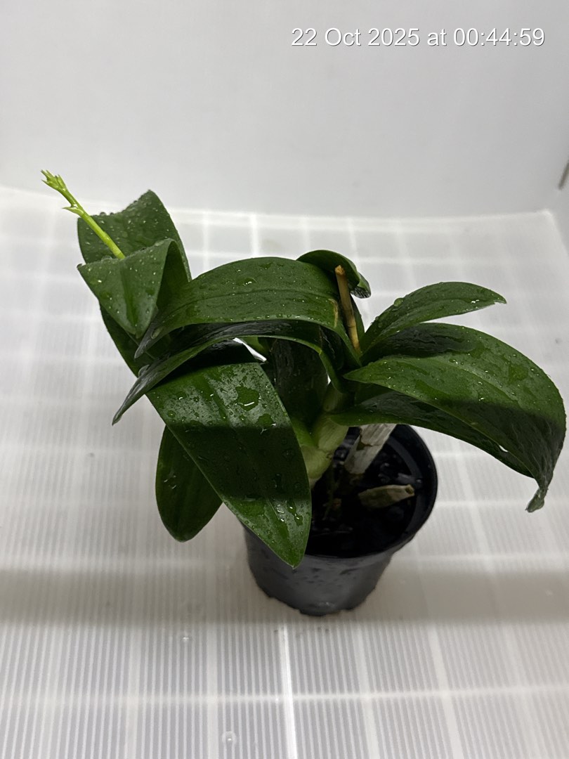 Orchid plant mini Dendrobium unknown color flowering, Furniture & Home ...