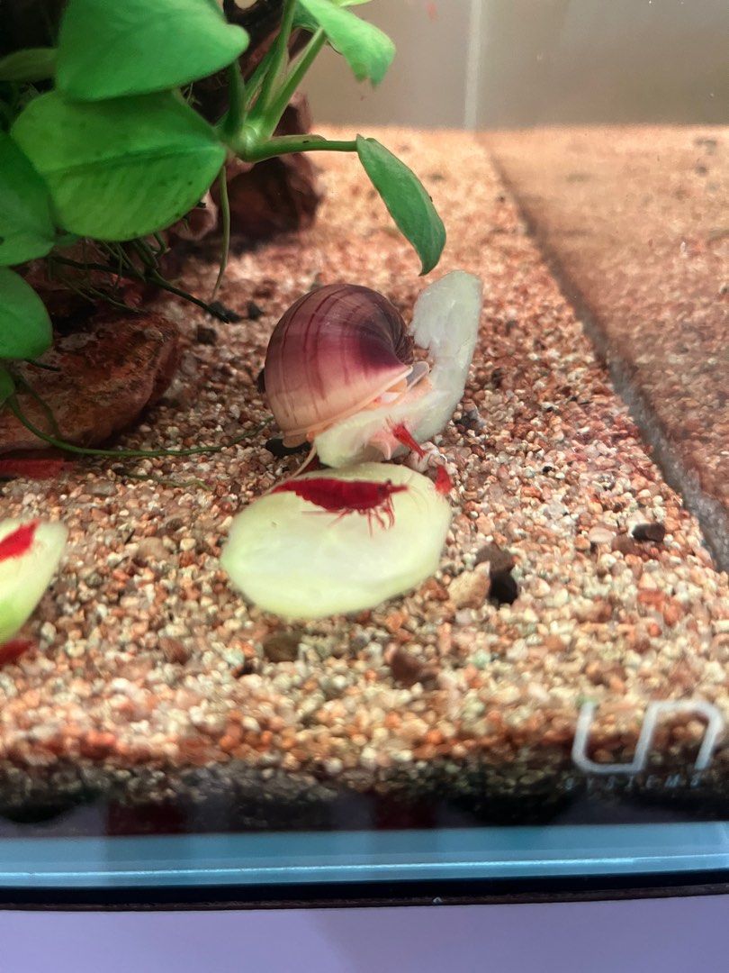 Red Cherry Shrimp (Neocaridina), Furniture & Home Living, Gardening ...