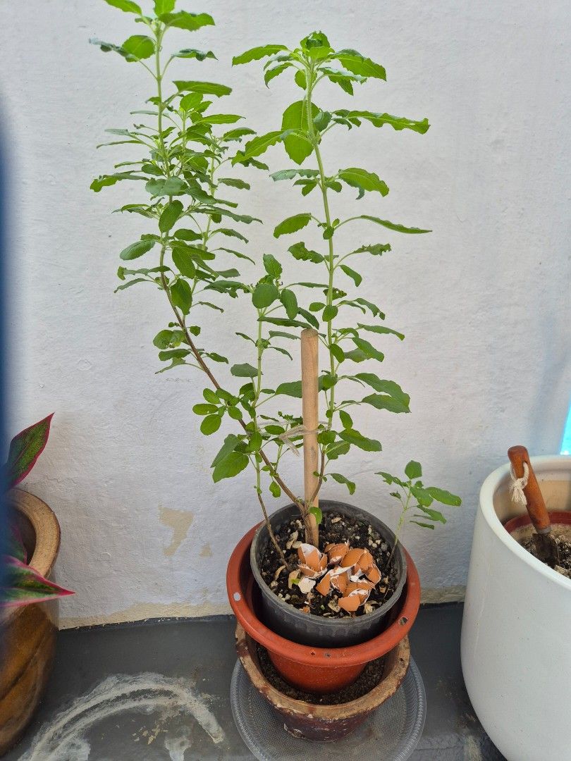 Tulasi plant- holy basil, Furniture & Home Living, Gardening, Plants ...