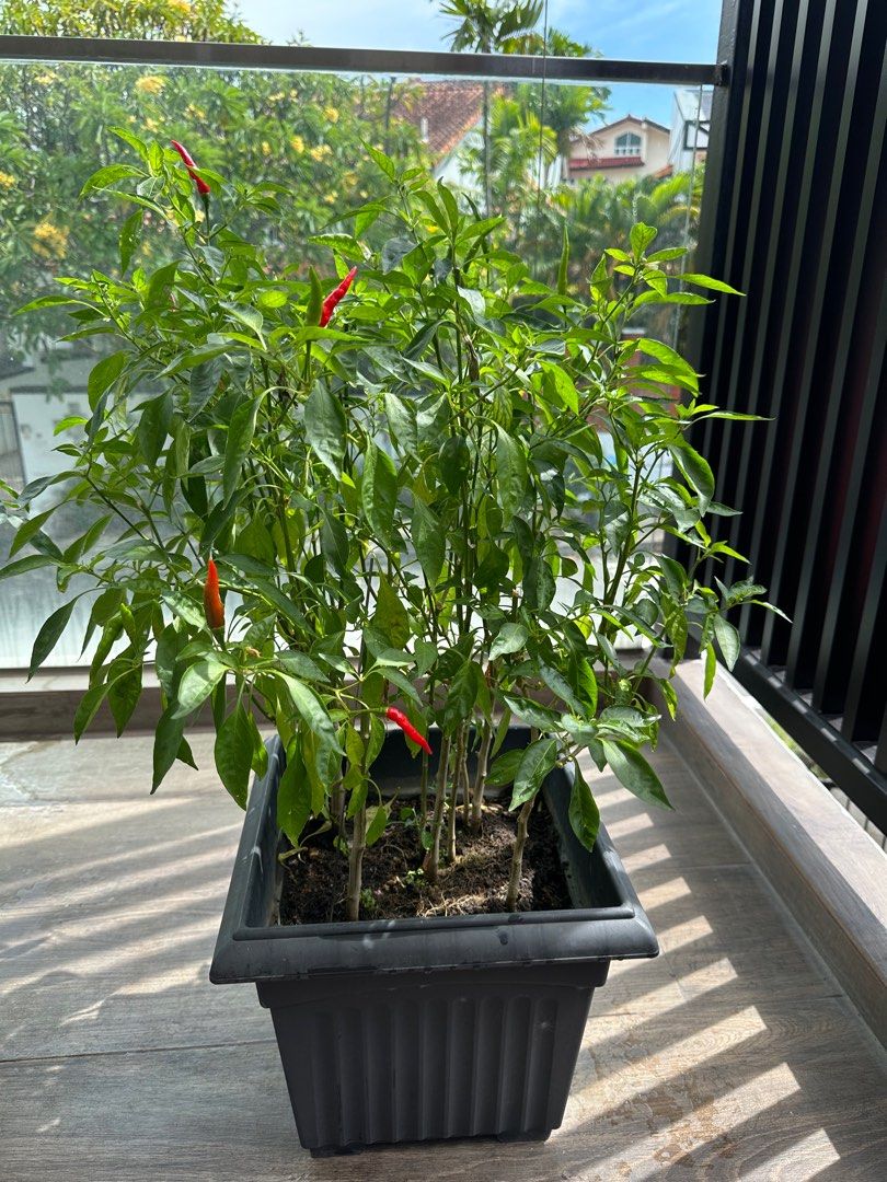 10 of 18 plants sold - Healthy "Chili Padi" Plants for Plant/Veg Lovers ...