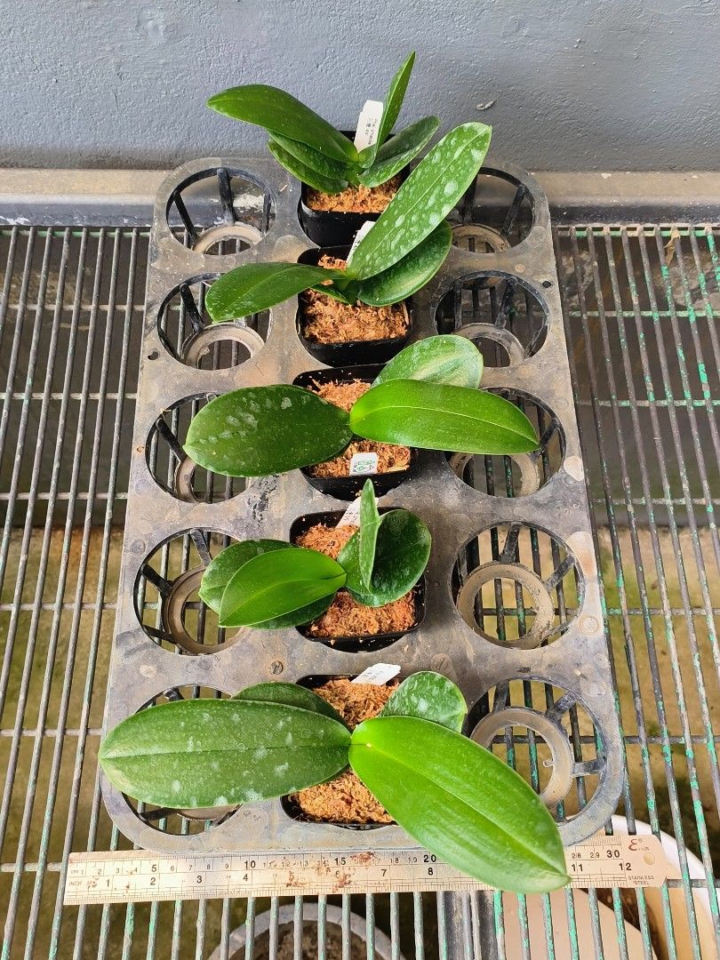 Phalaenopsis amabilis 4N, Furniture & Home Living, Gardening, Plants & Seeds on Carousell