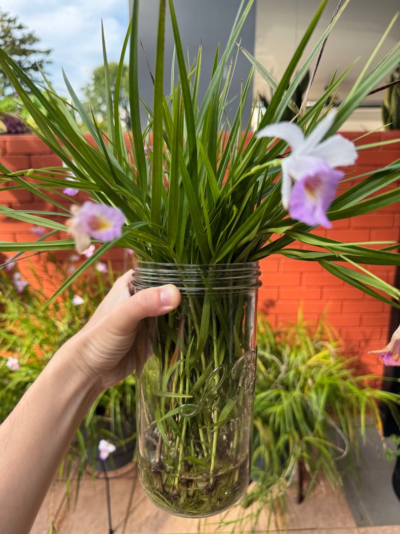 Bamboo orchid (Arundina graminifolia), Furniture & Home Living ...
