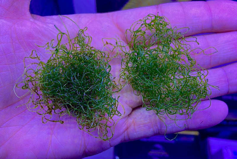 Chaeto Macro Algae for Opae Ula live plant for opae ula, hawaii shrimp ...