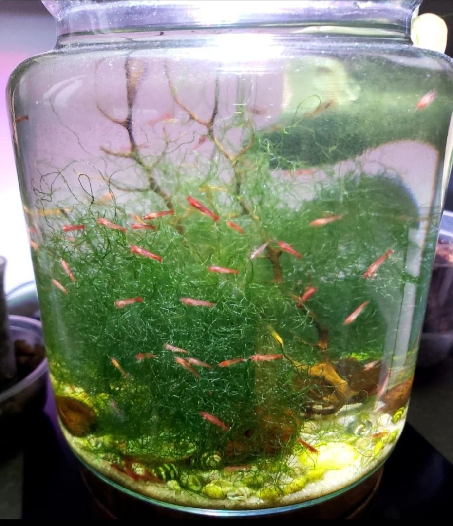 Chaeto Macro Algae for Opae Ula live plant for opae ula, hawaii shrimp ...