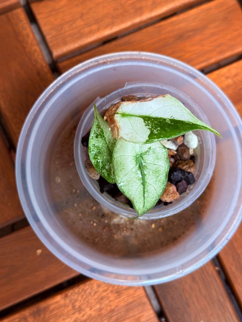 Pink Dragon Albo (from Corm), Furniture & Home Living, Gardening ...