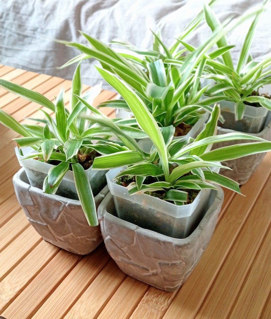 Spider Plant (Natural Air Purifier), Furniture & Home Living, Gardening ...
