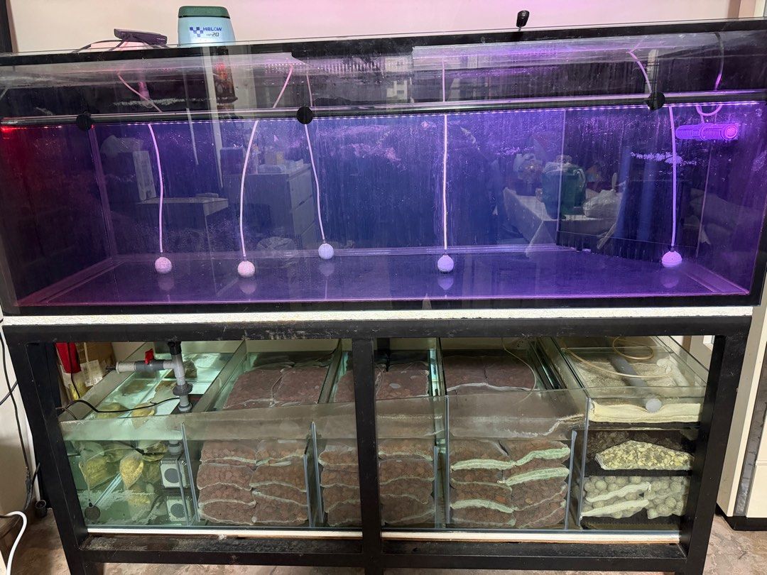 6ft x 2.5ft x 2ft Large Custom Aquarium with Sump Filtration System ...