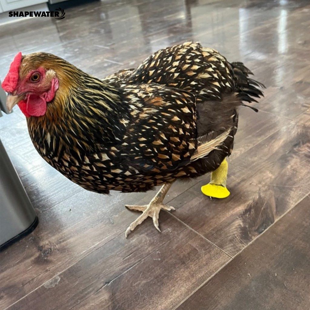 Chick and duck splay leg brace, for curled toes, Pet Supplies, Homes ...