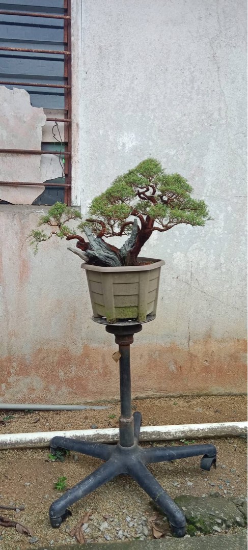 Cucur Atap (Baeckea frutescens) 香松, Furniture & Home Living, Gardening ...