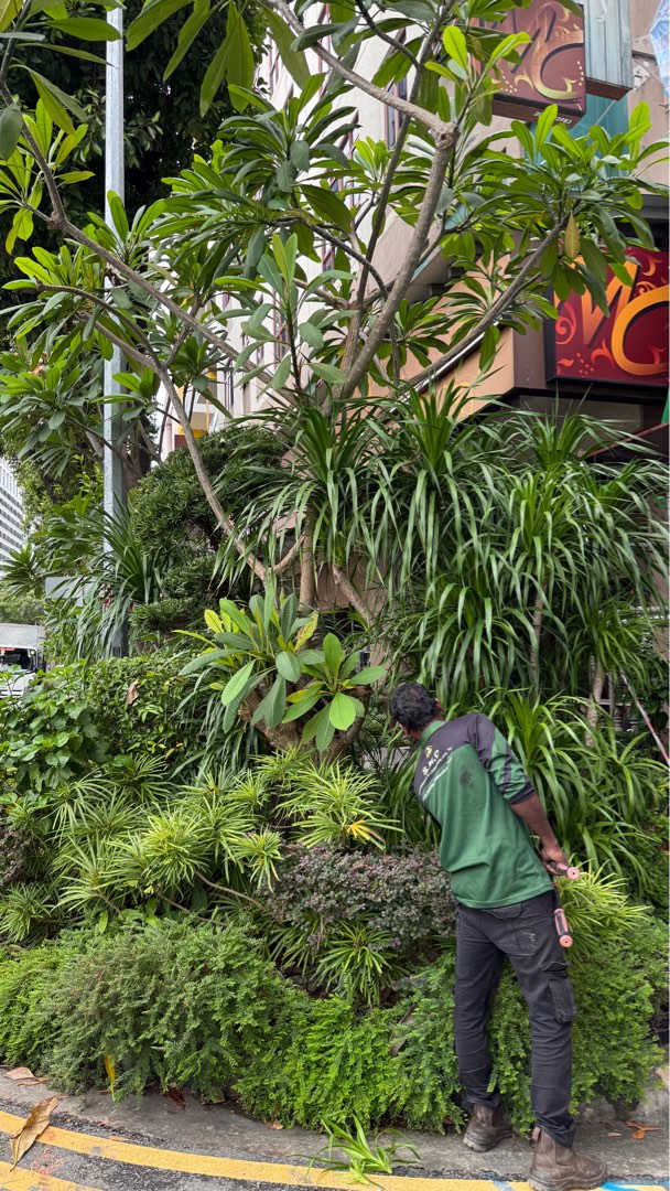 Garden Maintenance/ Landscape design / Tree cutting / Planting ...